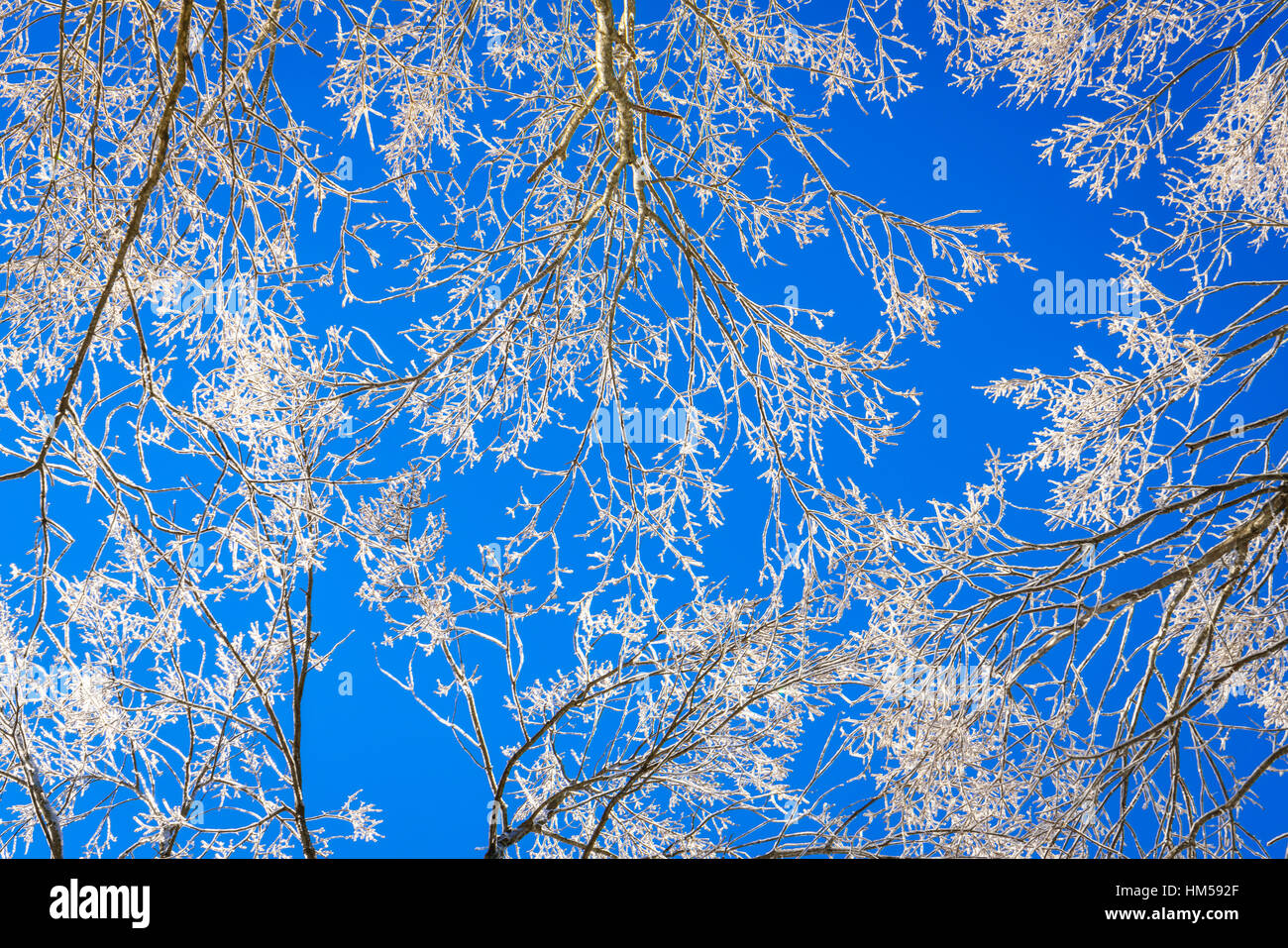 Frozen trees in winter with blue sky Stock Photo - Alamy