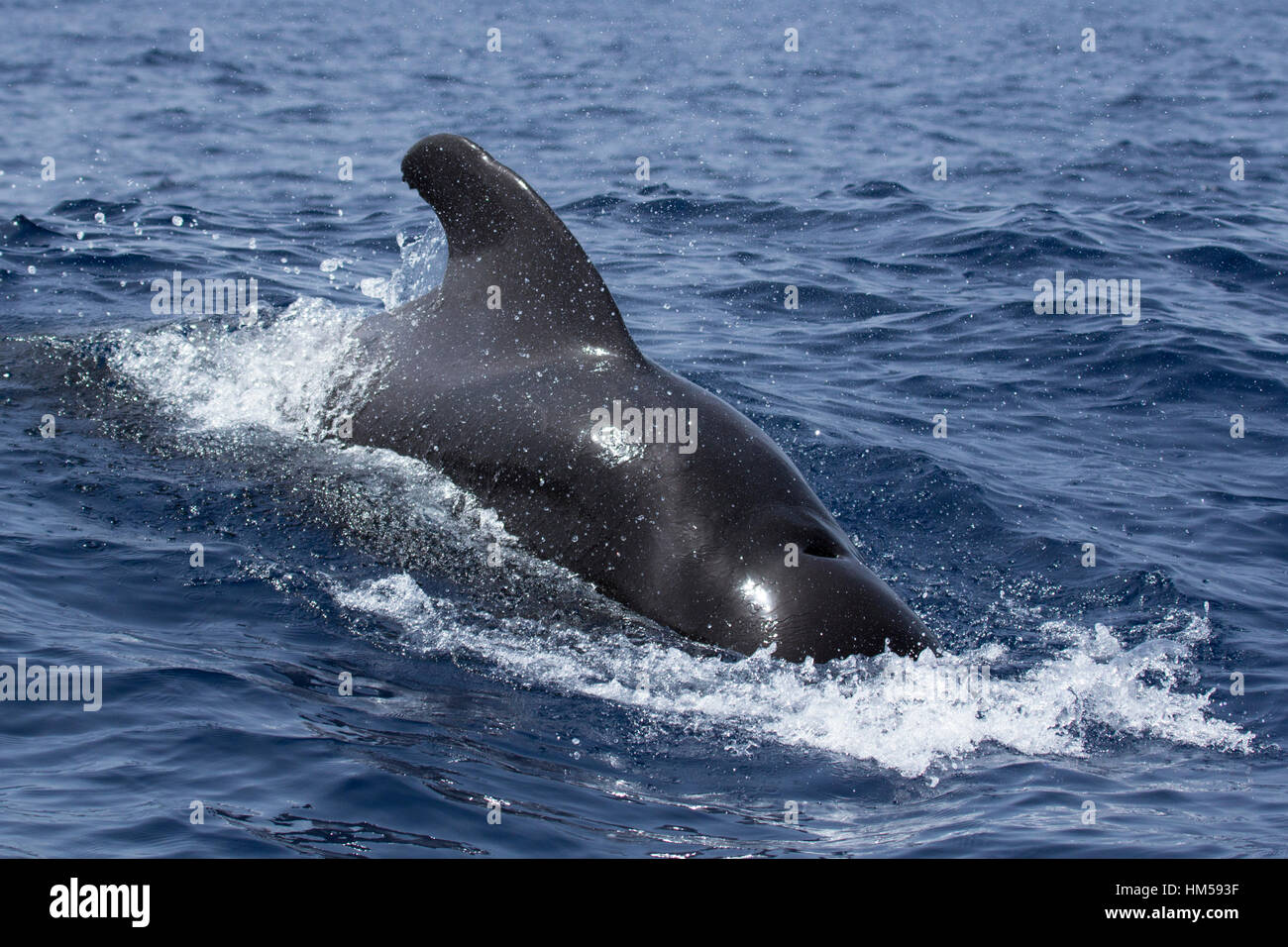 Long-finned pilot whale (Globicephala melas) surfacing, whale watching ...
