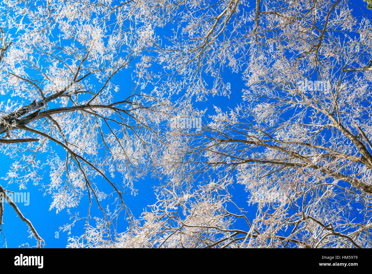 Frozen trees in winter with blue sky Stock Photo - Alamy
