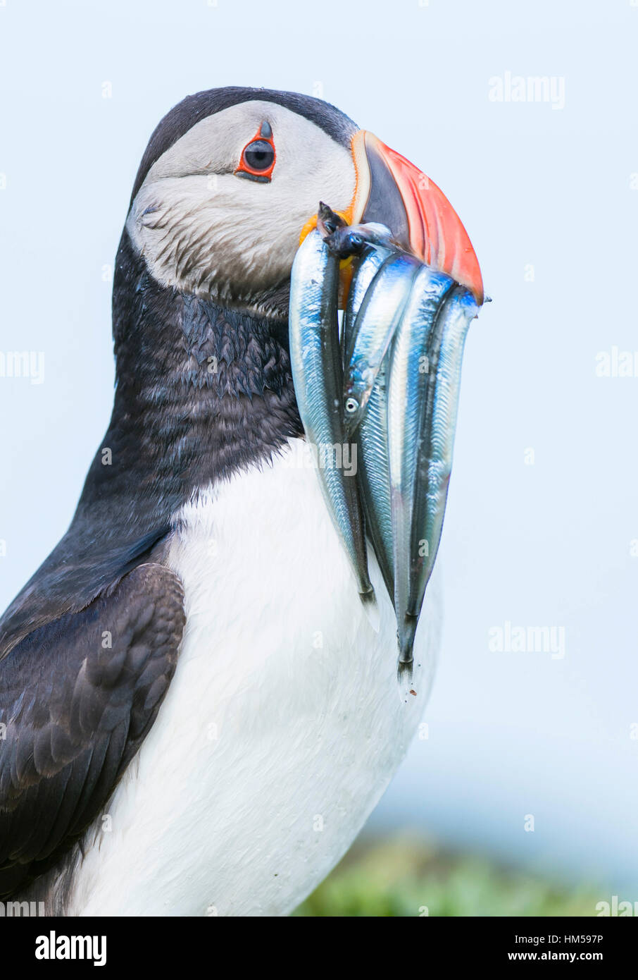 Sand lance fish hi-res stock photography and images - Alamy