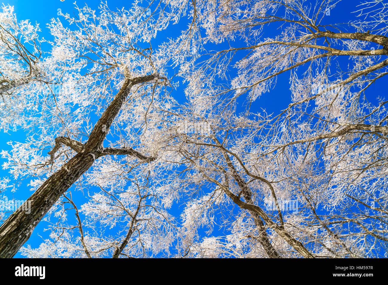 Frozen trees in winter with blue sky Stock Photo - Alamy