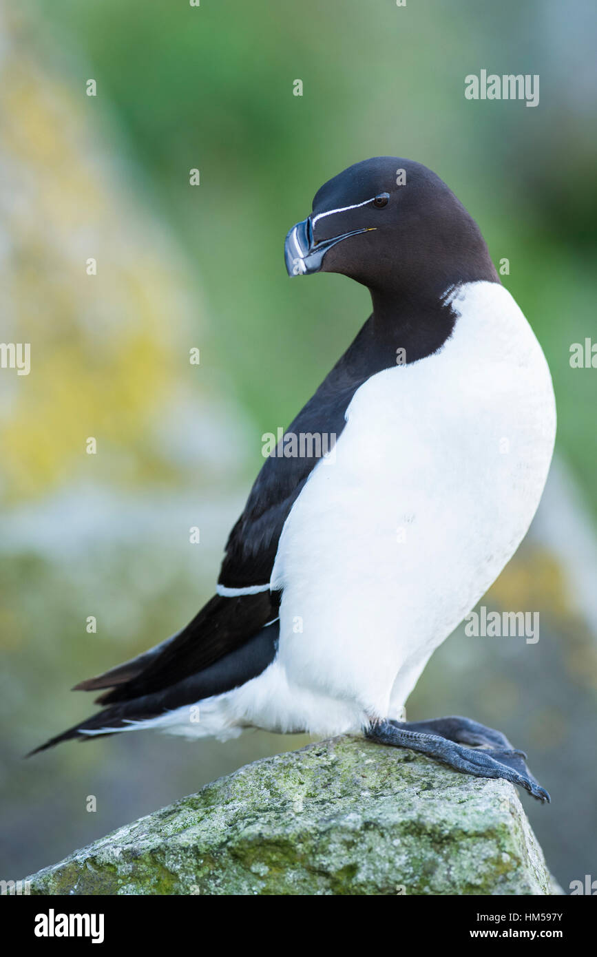 Full Body Full Length Lunga High Resolution Stock Photography and ...