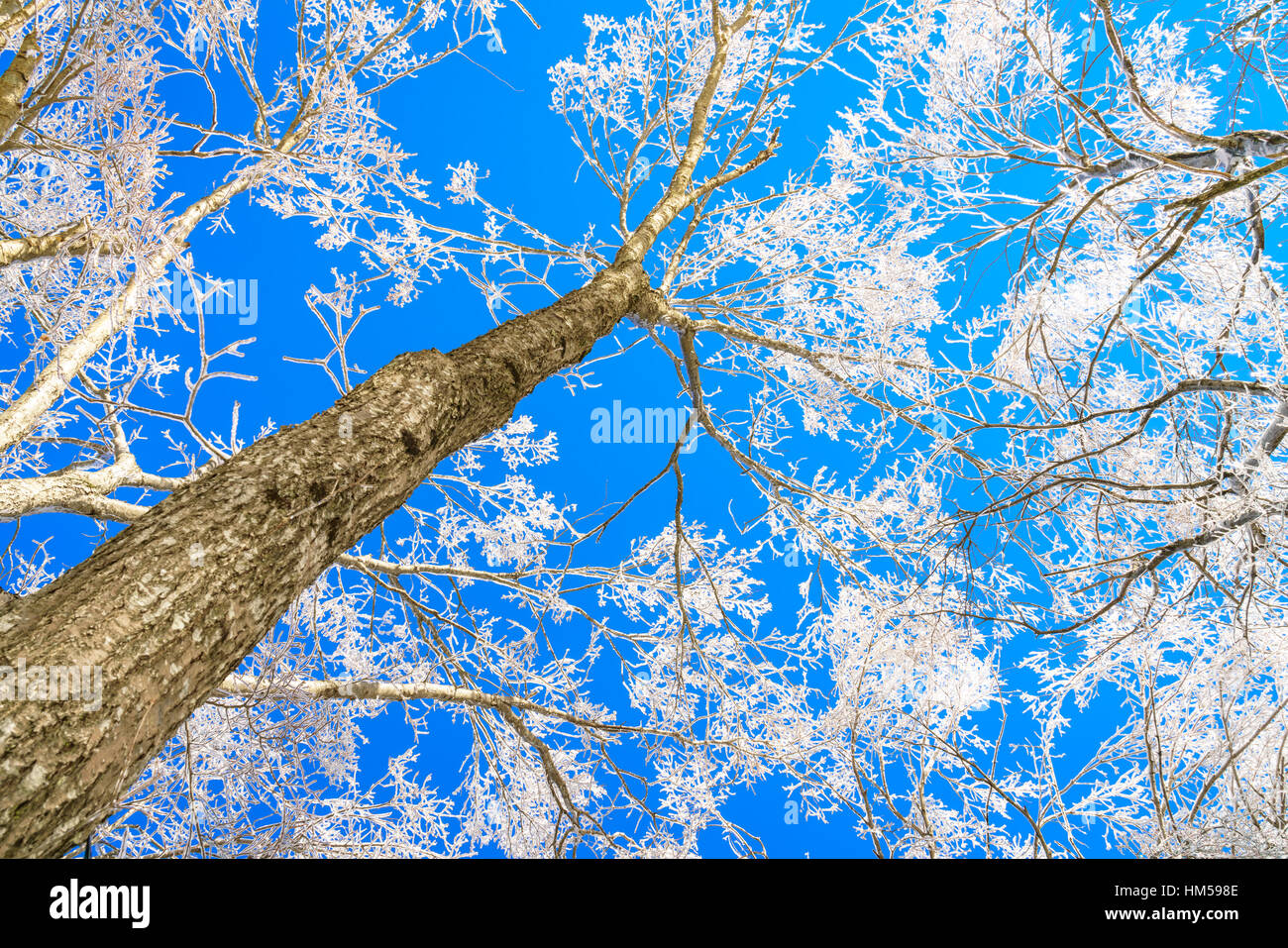 Frozen trees in winter with blue sky Stock Photo - Alamy