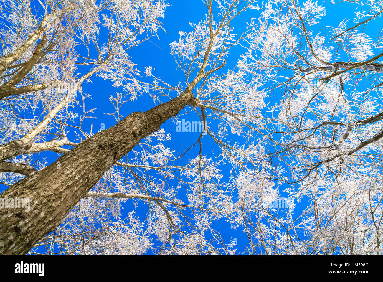 Frozen trees in winter with blue sky Stock Photo - Alamy