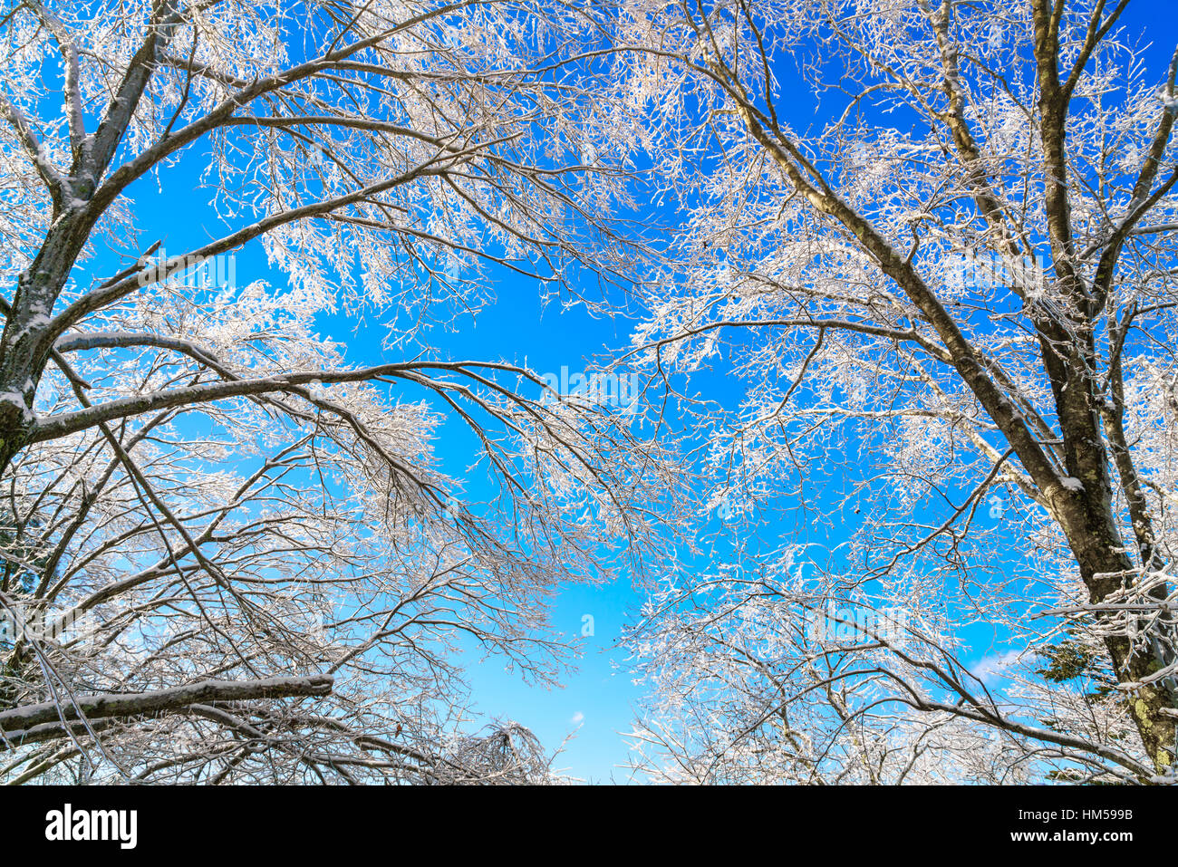 Frozen trees in winter with blue sky Stock Photo - Alamy