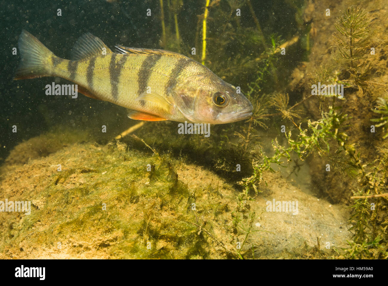 Underwater river plants hi-res stock photography and images - Alamy