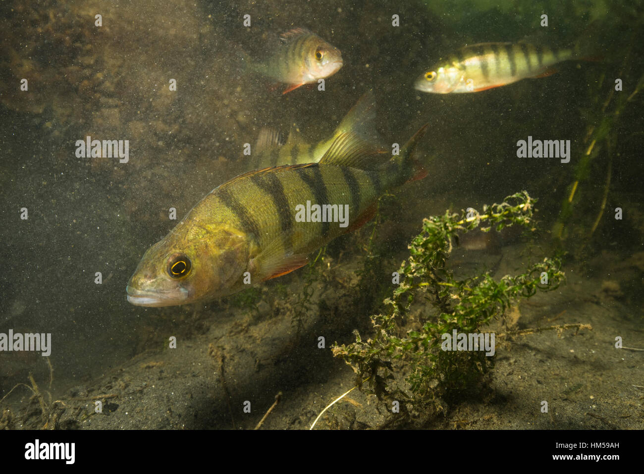 European perch (Perca fluviatilis) with aquatic plants, Alte Donau ...