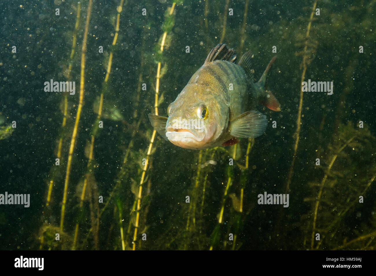 European perch (Perca fluviatilis) with aquatic plants, Alte Donau ...