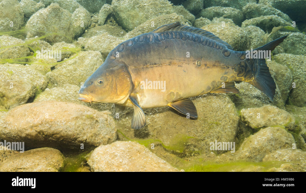 Common carp (Cyprinus carpio) in shallow water over rock bottom ...