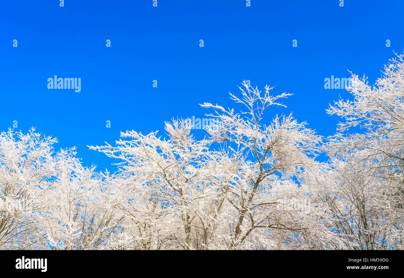 Frozen trees in winter with blue sky Stock Photo - Alamy