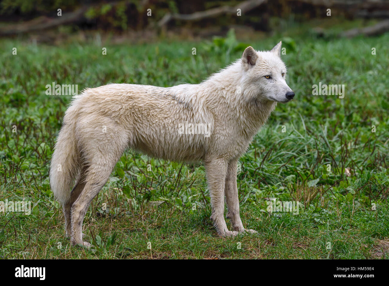 Arctic Wolf (Canis lupus arctos), captive Stock Photo - Alamy