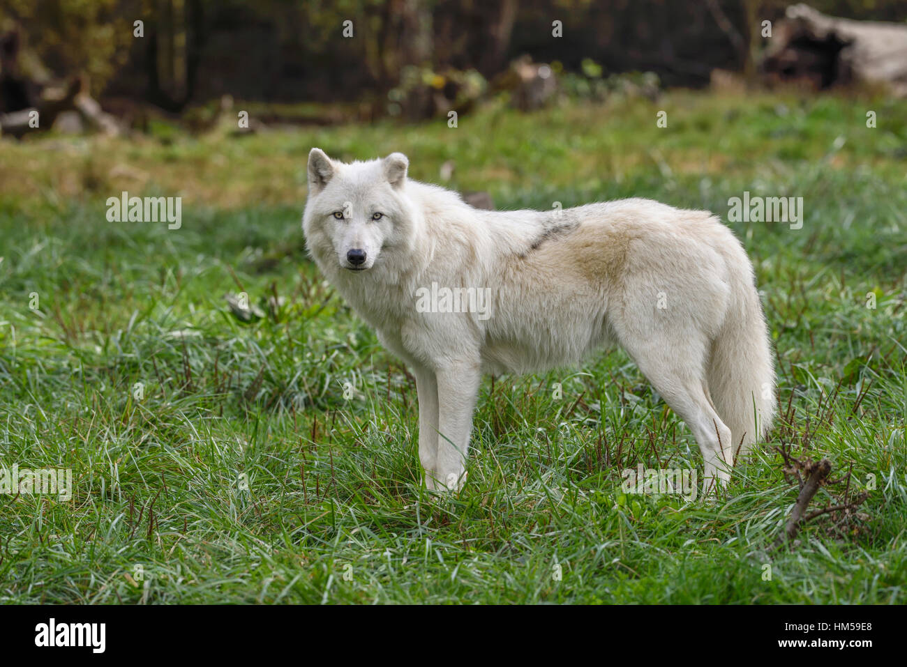 Arctic gray wolf hi-res stock photography and images - Alamy