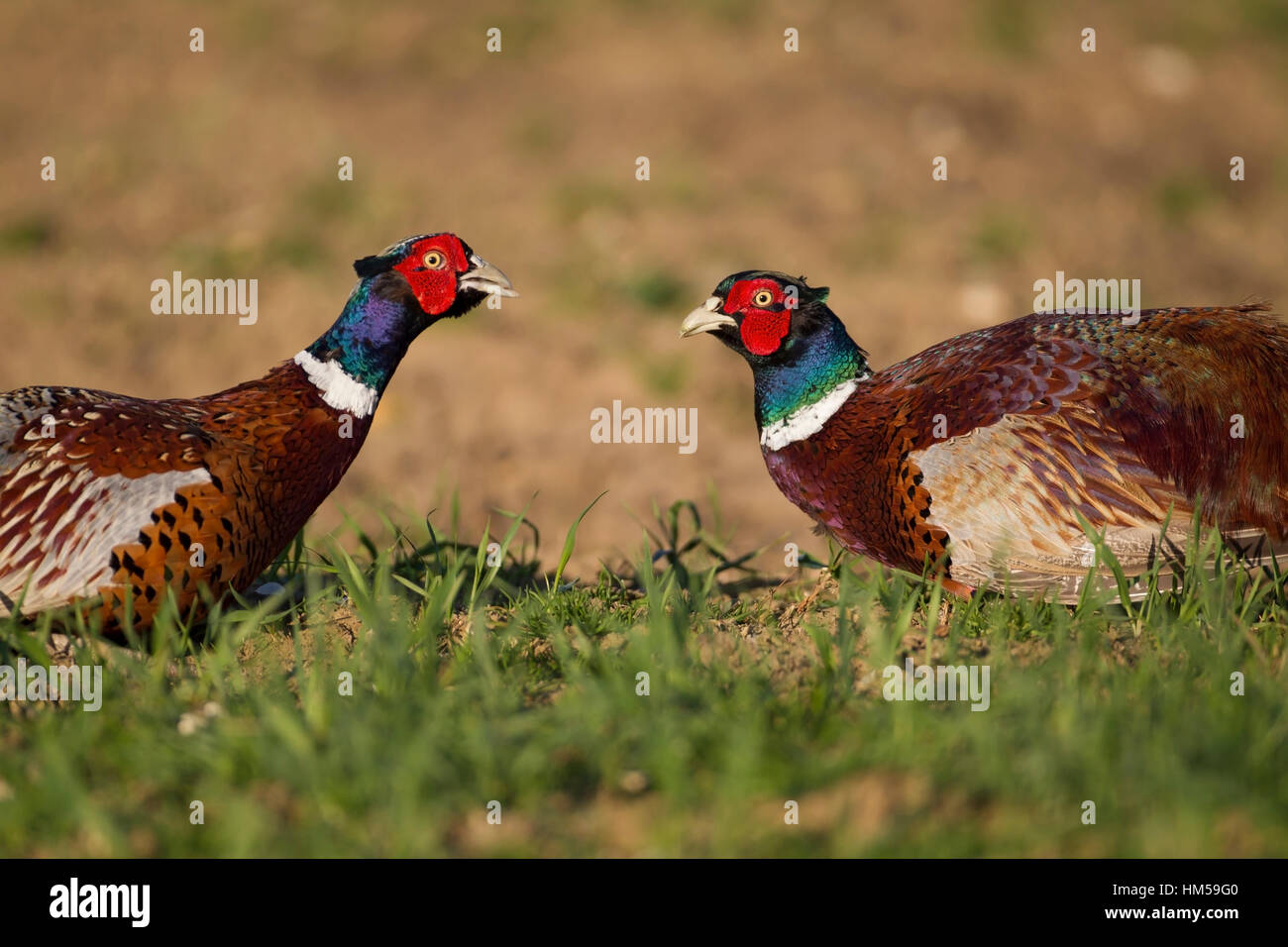Male birds hi-res stock photography and images - Alamy