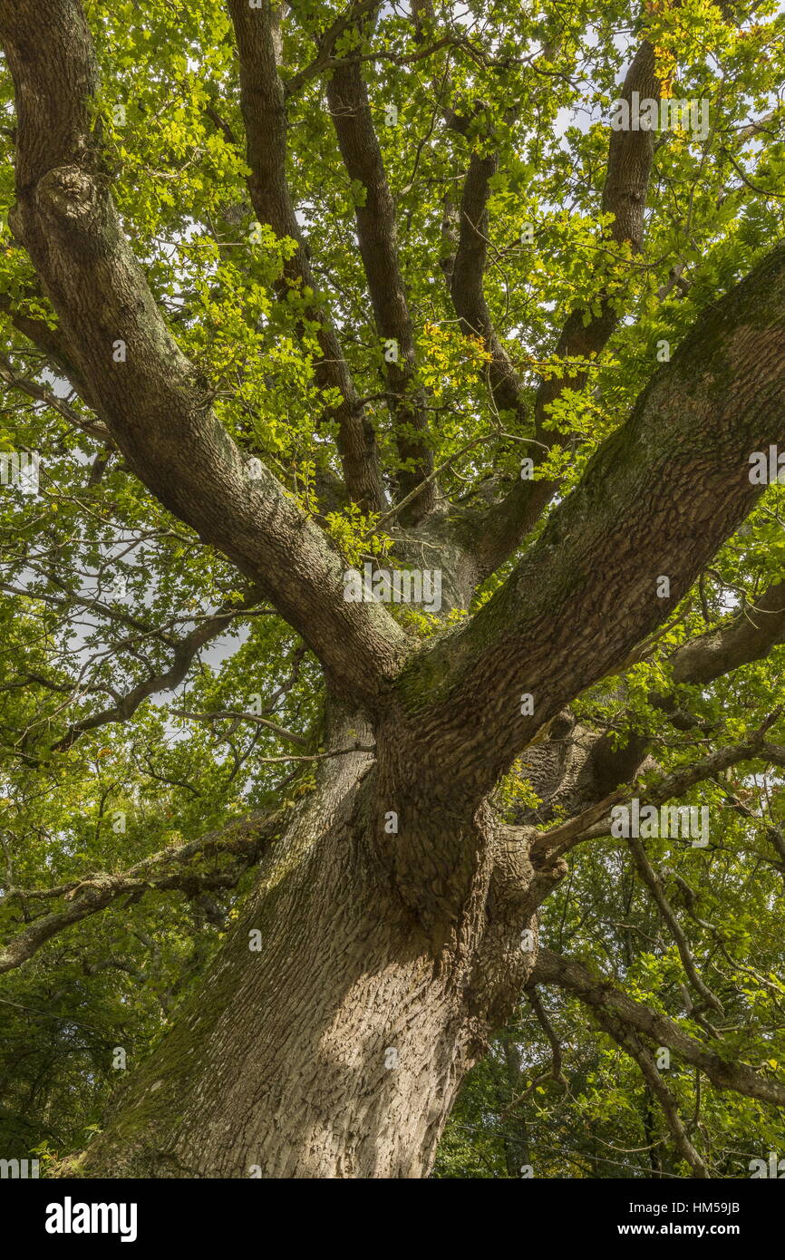 English oak tree quercus robur in autumn colours hi-res stock ...