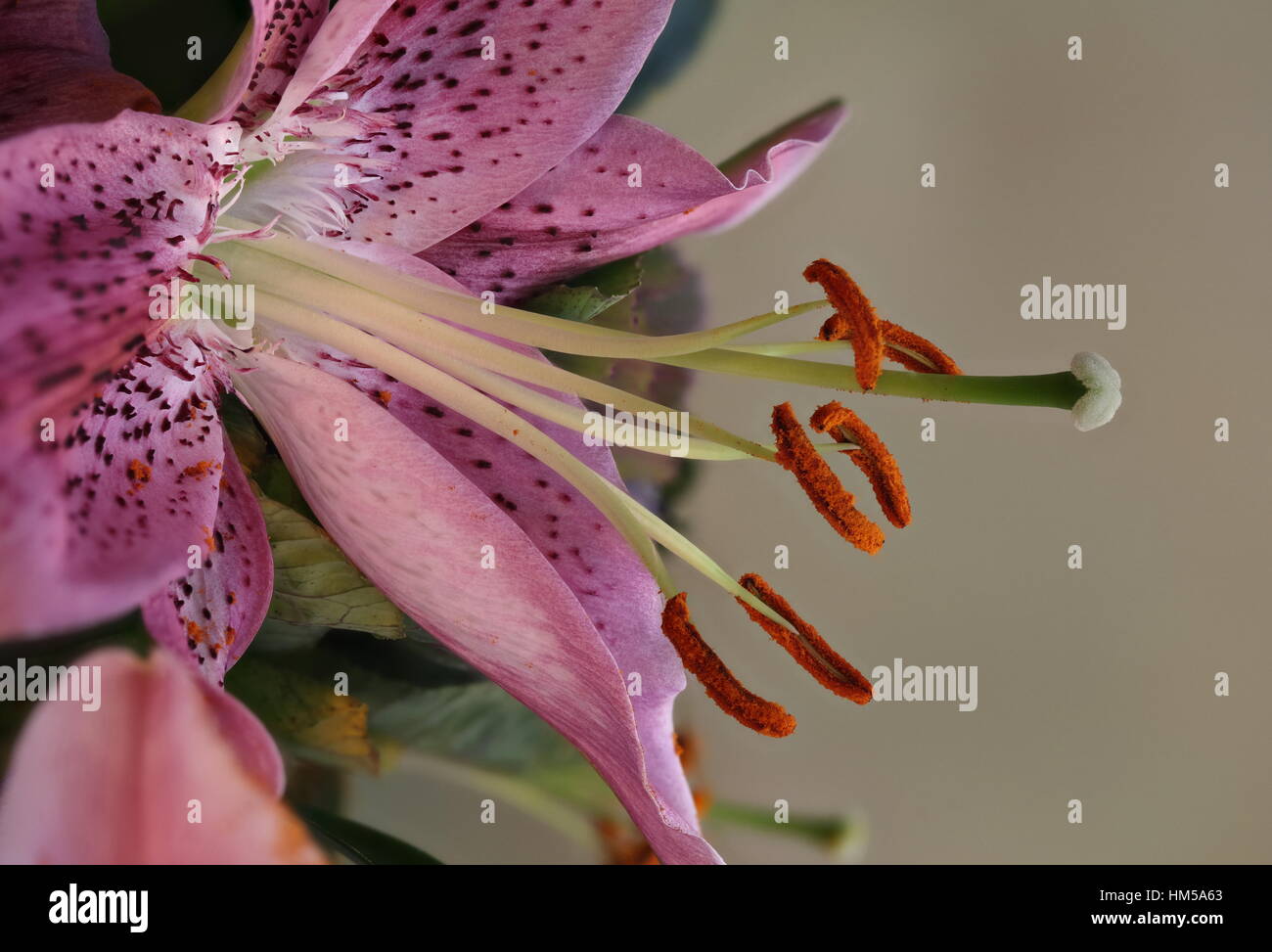 Anther anthers stamen stamens hi-res stock photography and images - Alamy