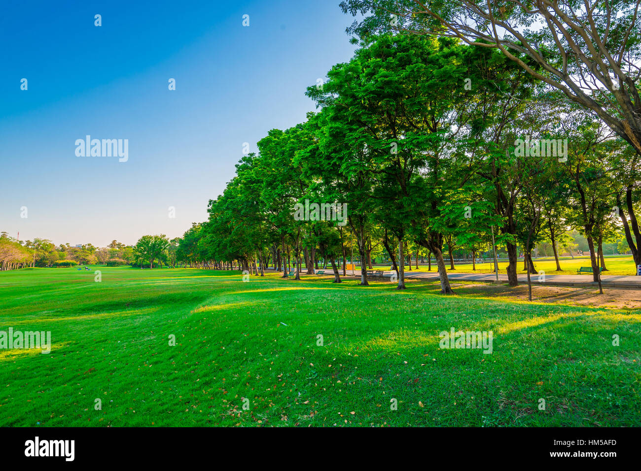 Summer park, trees and green grass Stock Photo - Alamy