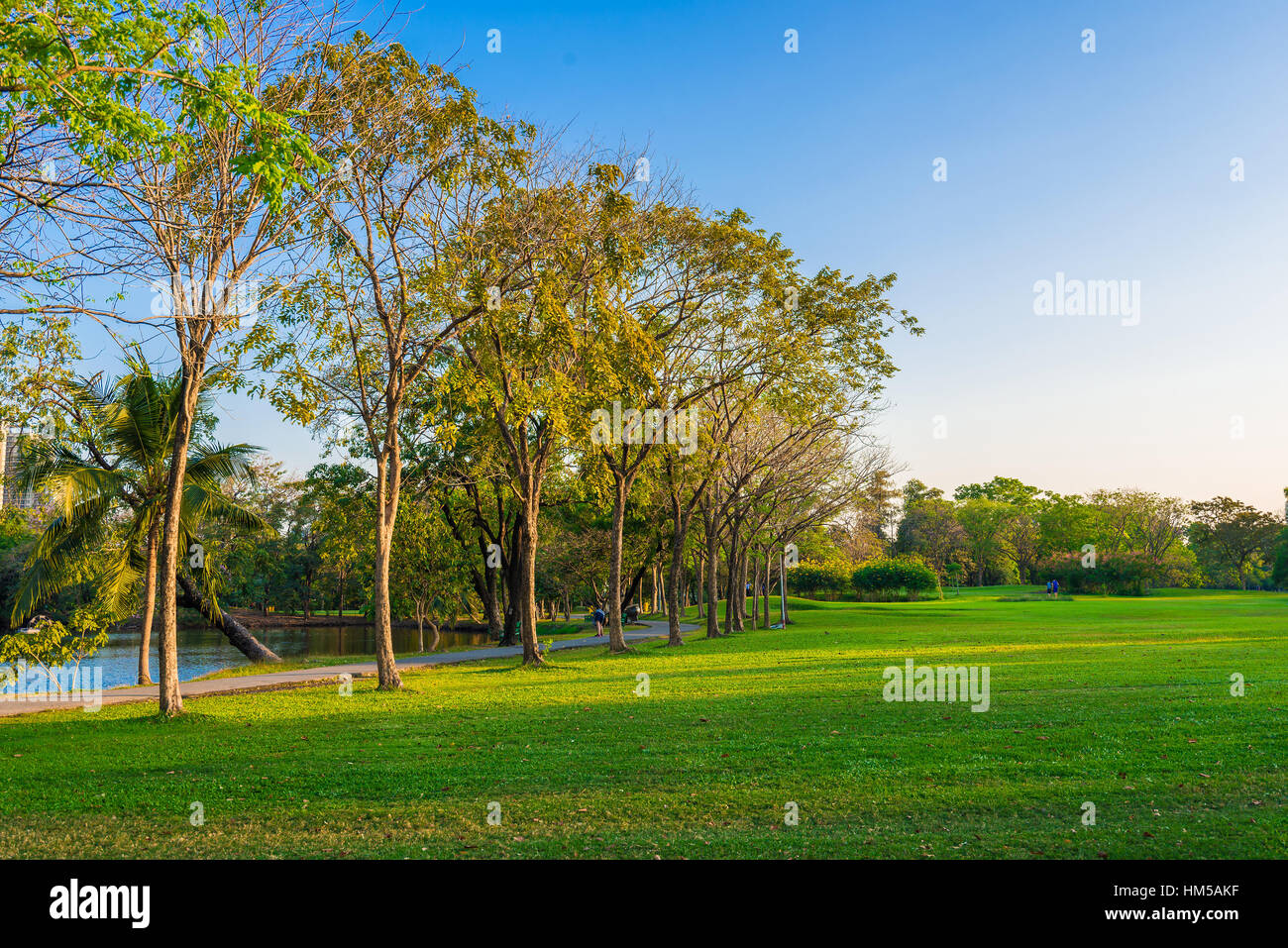 Summer park, trees and green grass Stock Photo - Alamy