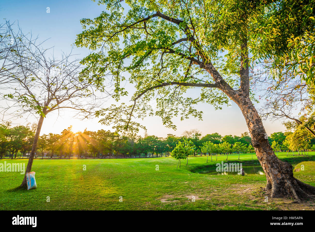 Summer park, trees and green grass Stock Photo - Alamy