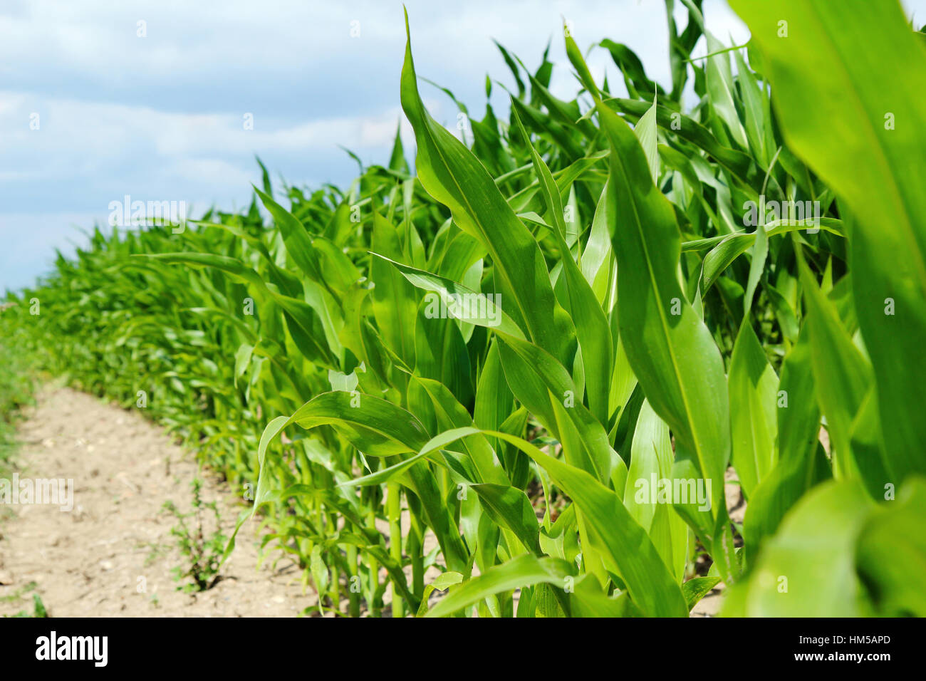Farm house corn field hi-res stock photography and images - Alamy