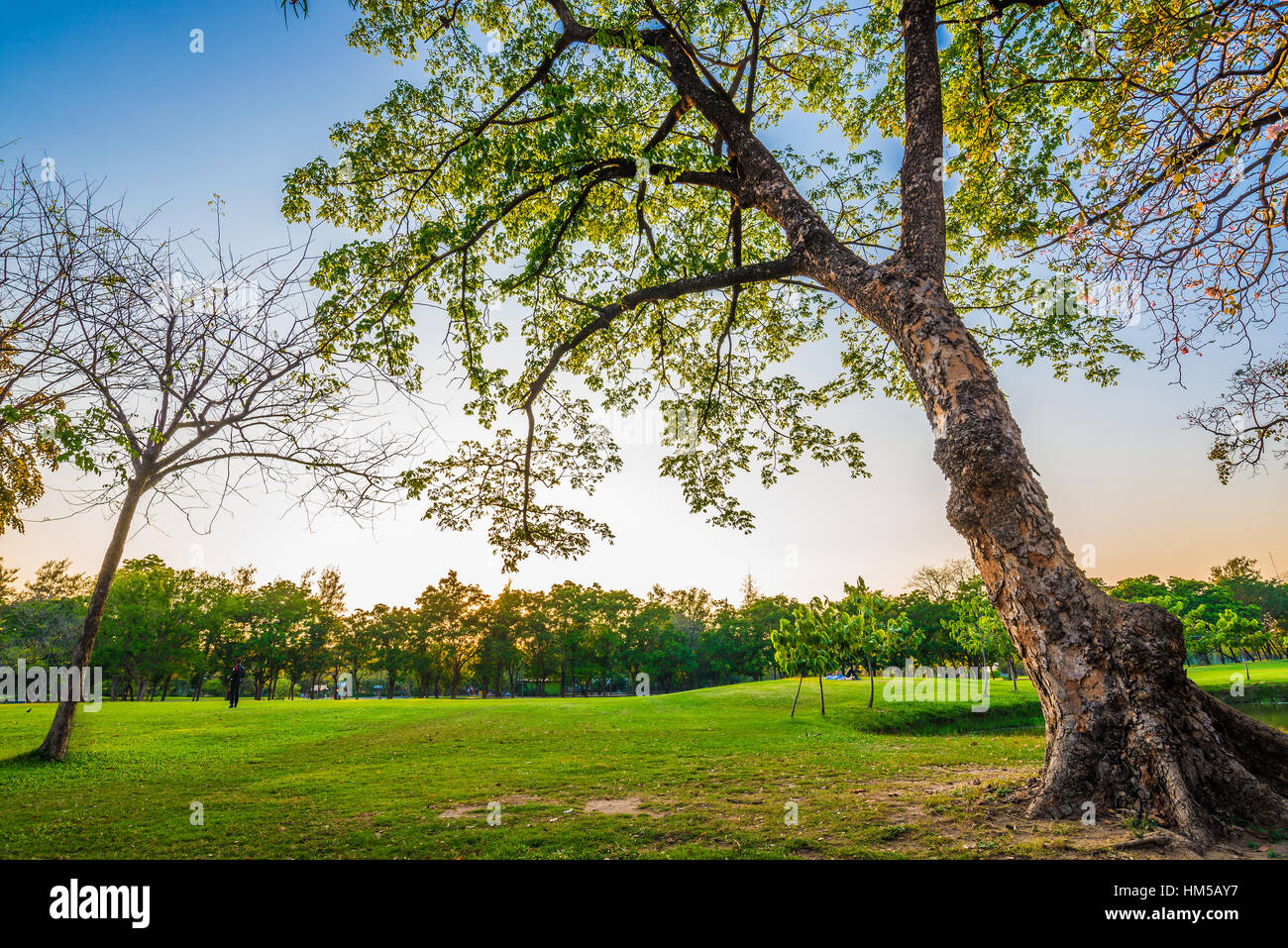 Summer park, trees and green grass Stock Photo - Alamy