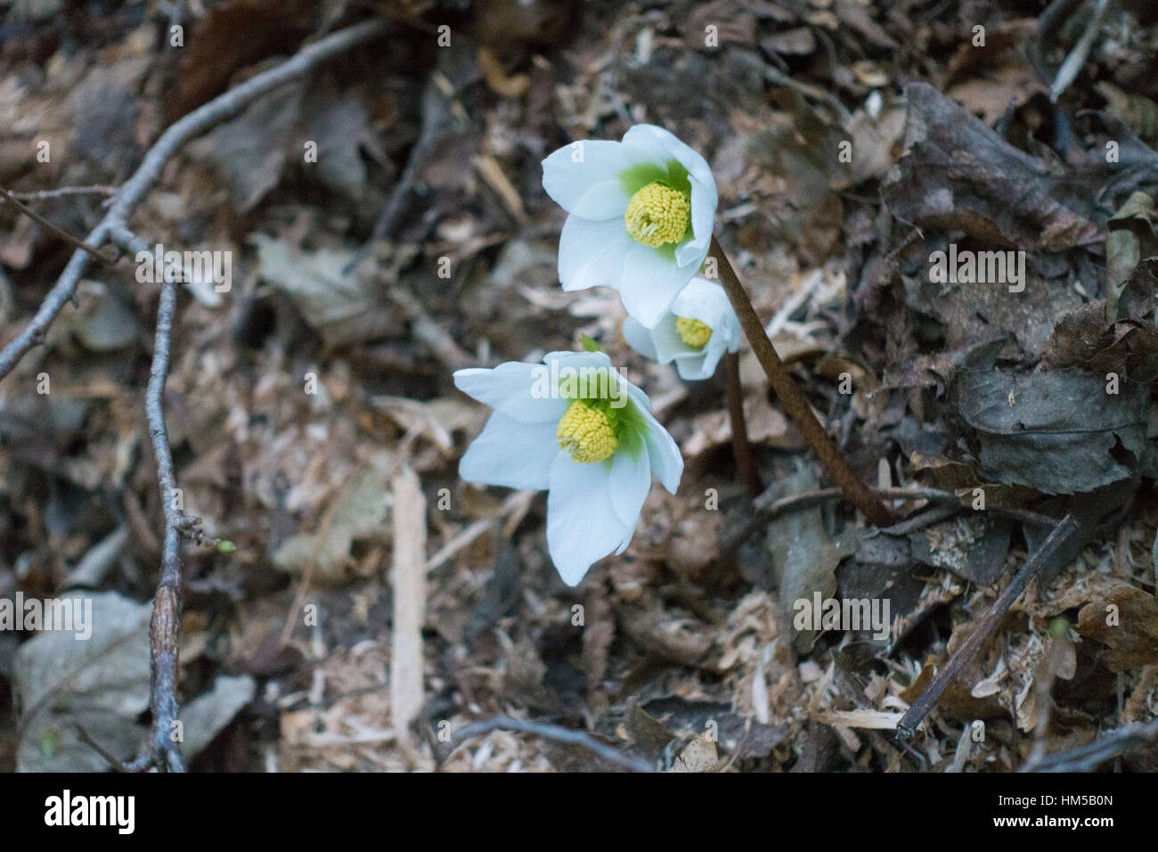 White wild flowers in the forest Stock Photo - Alamy