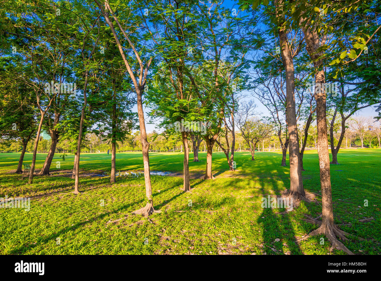 Public park with green tree, Natural park Stock Photo - Alamy