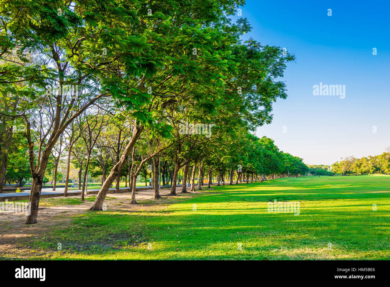 Public park with green tree, Natural park Stock Photo - Alamy