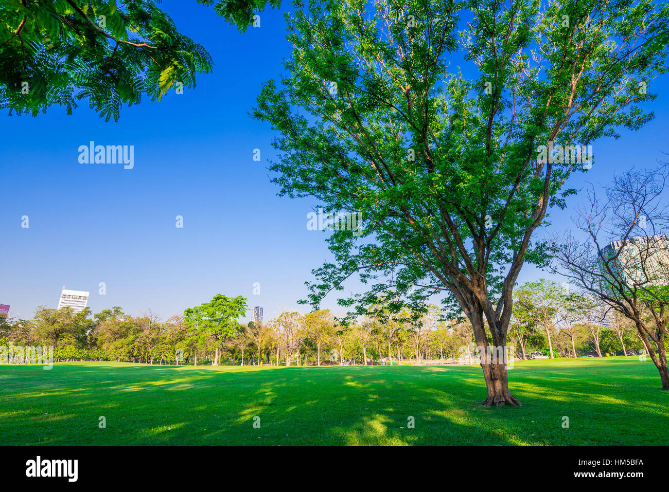 Summer park, trees and green grass Stock Photo - Alamy