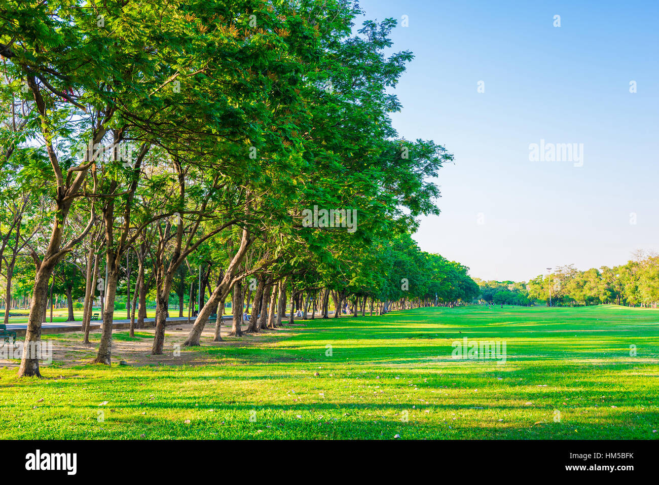 Public park with green tree, Natural park Stock Photo - Alamy