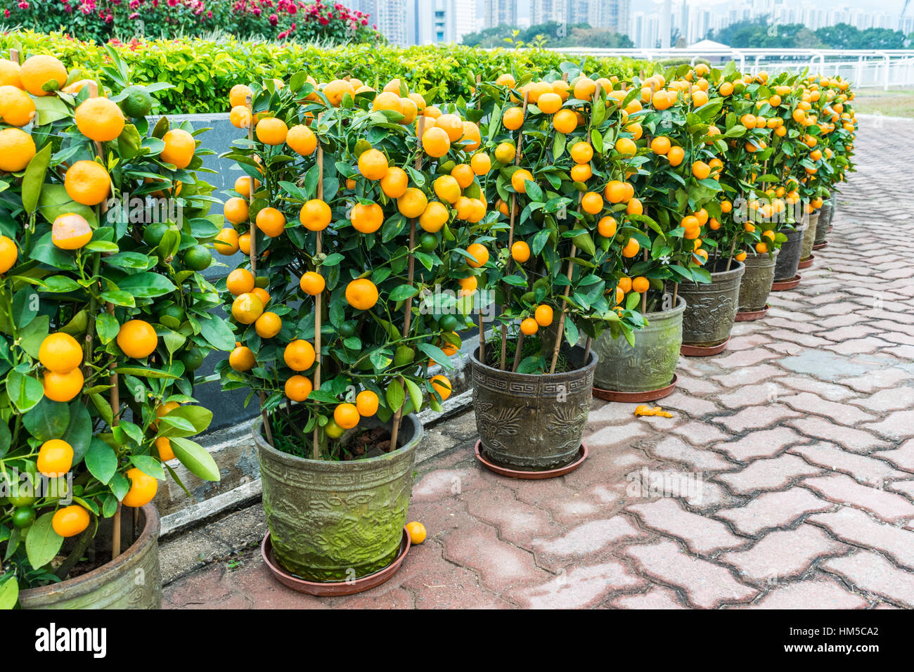 Kumquat trees during Chinese New Year in Hong Kong Stock Photo - Alamy