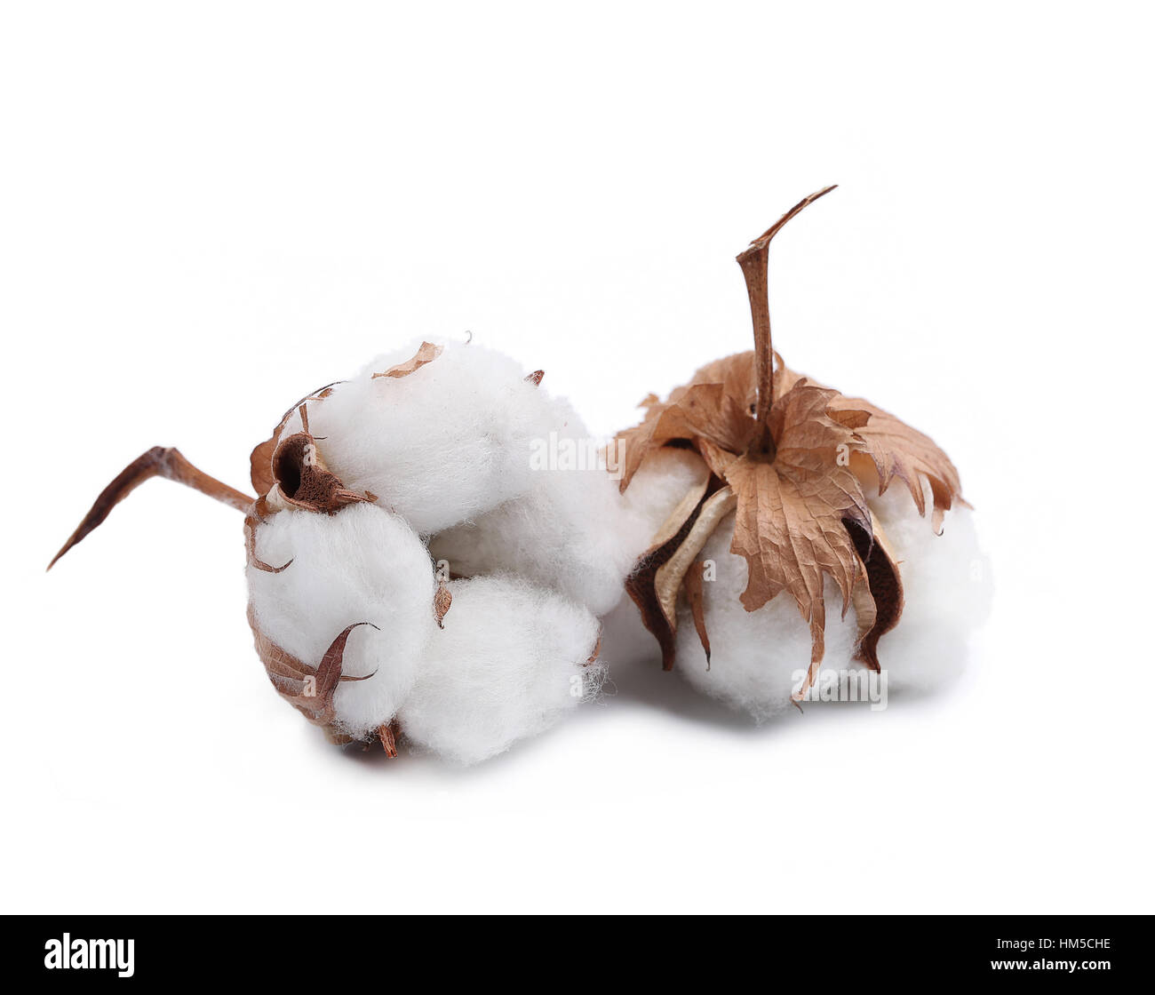 White cotton wool flowers hi-res stock photography and images - Alamy