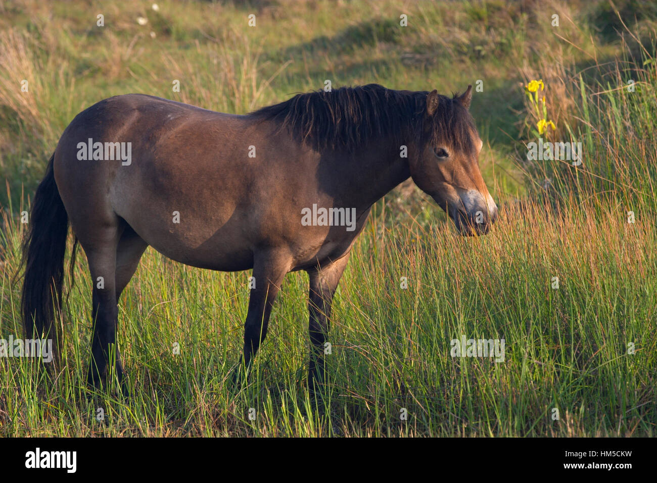 Exmoorpony hi-res stock photography and images - Alamy