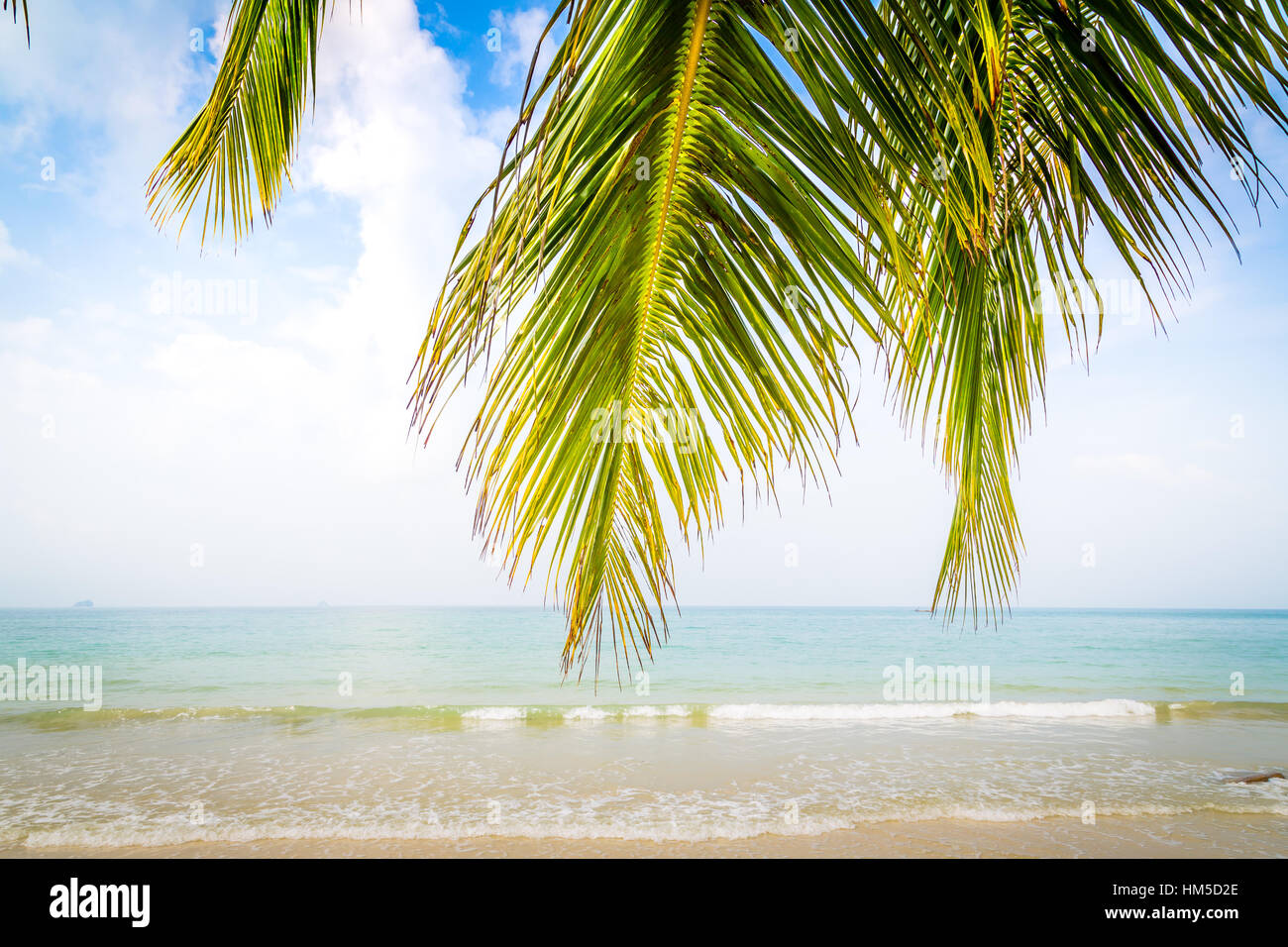 Palm leaf and tropical beach Stock Photo - Alamy