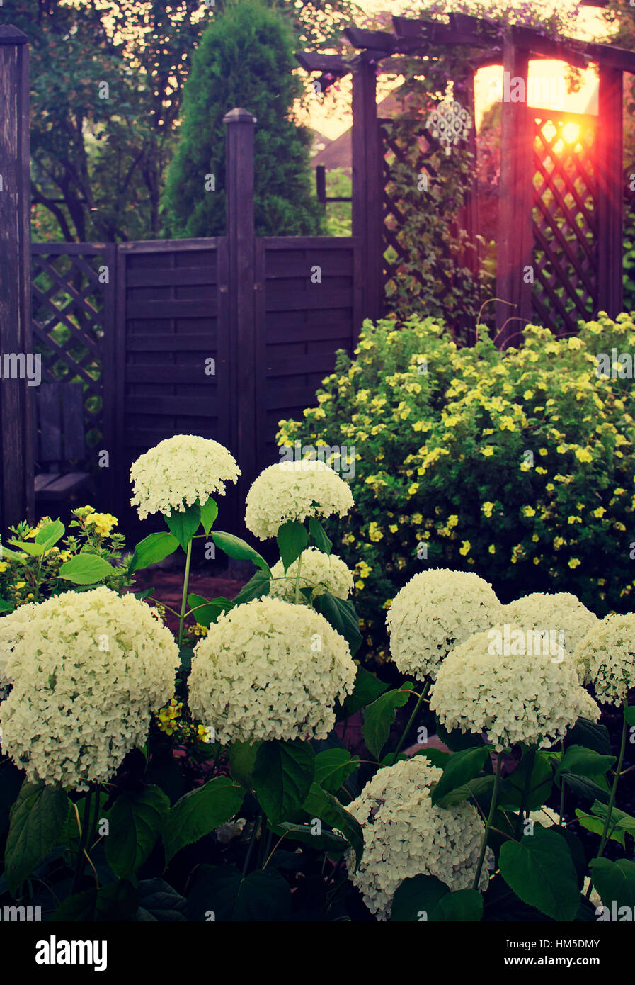 Flowers of hydrangea in the garden Stock Photo - Alamy