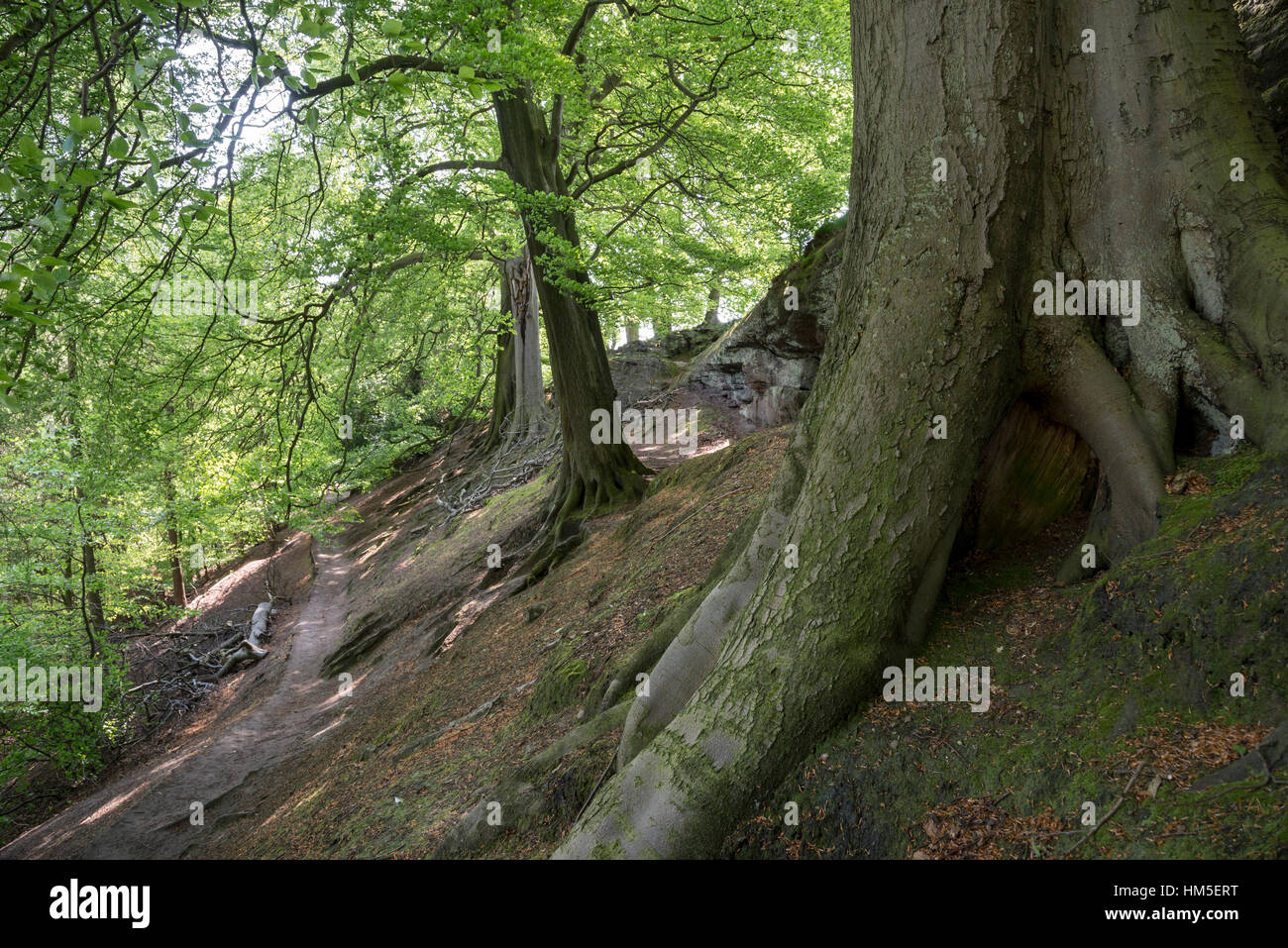 English beech tree hi-res stock photography and images - Alamy