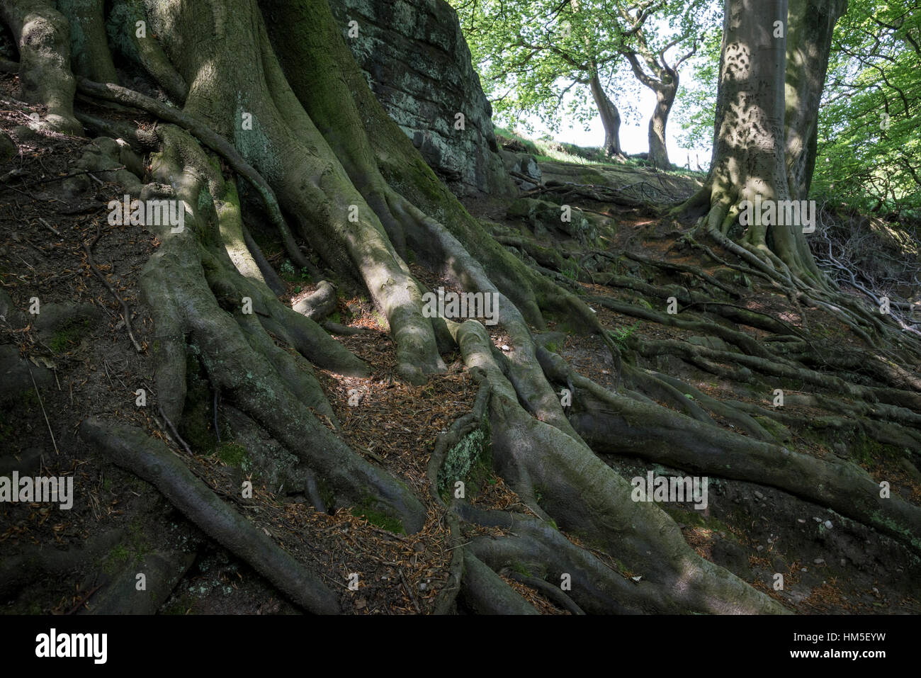 Creeping roots of a tree hi-res stock photography and images - Alamy