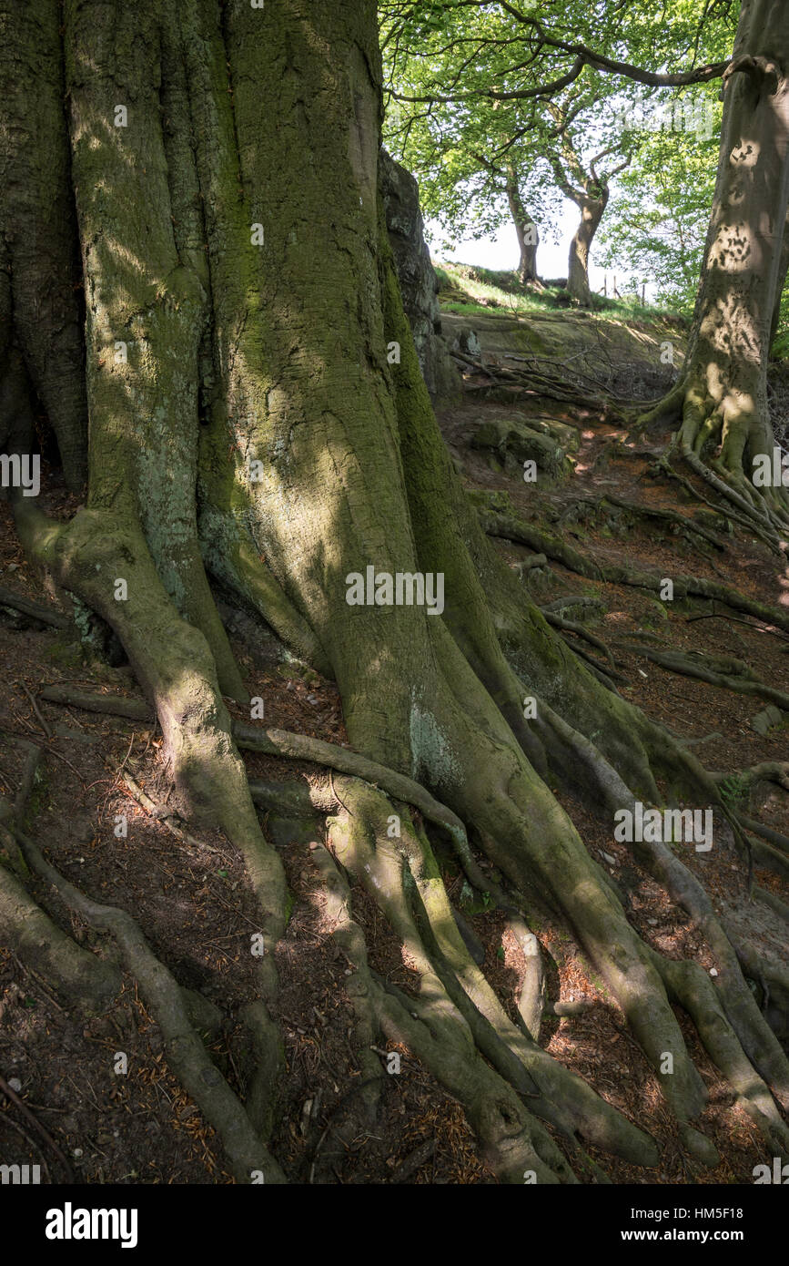 Close up of roots belonging to a mature Beech tree at Alderley edge ...