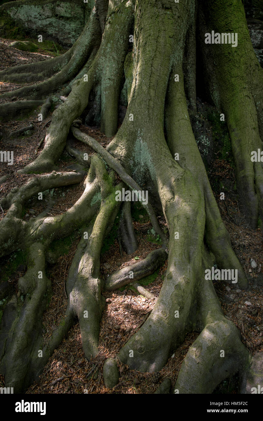 Big tree roots hi-res stock photography and images - Alamy