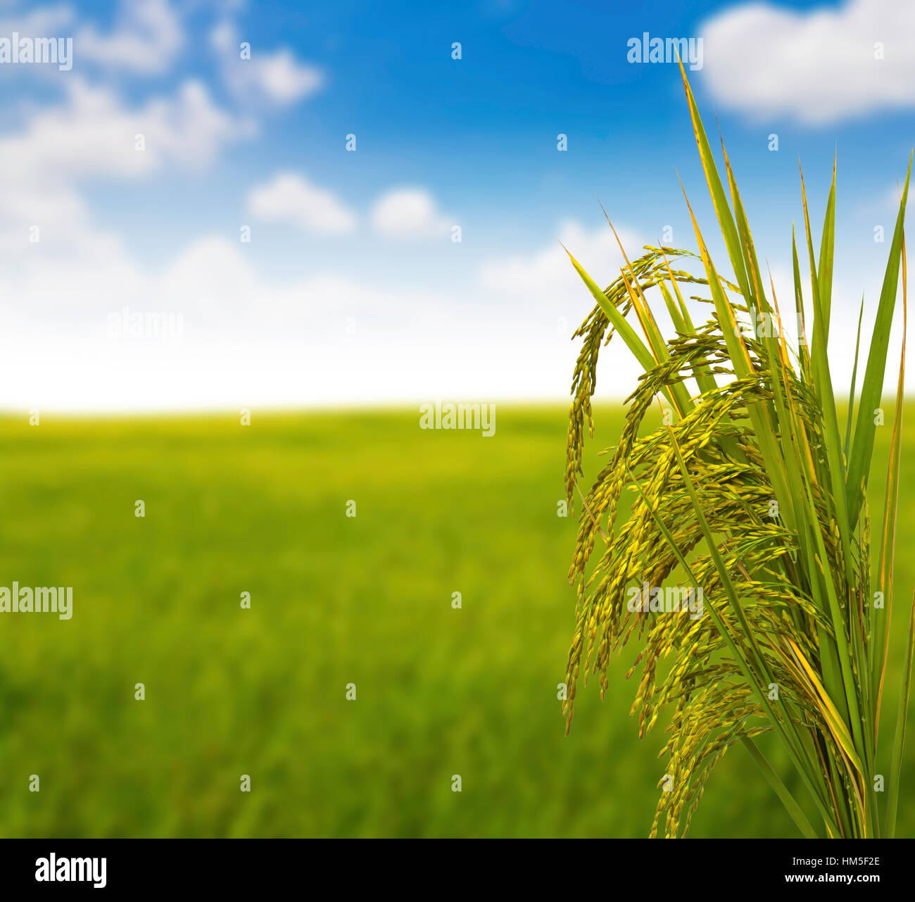 Gold paddy rice Stock Photo - Alamy
