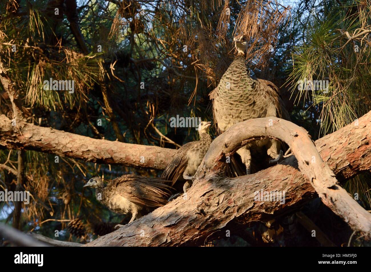 Female Indian or Blue peafowl / peacock (Pavo cristatus) and two of her ...