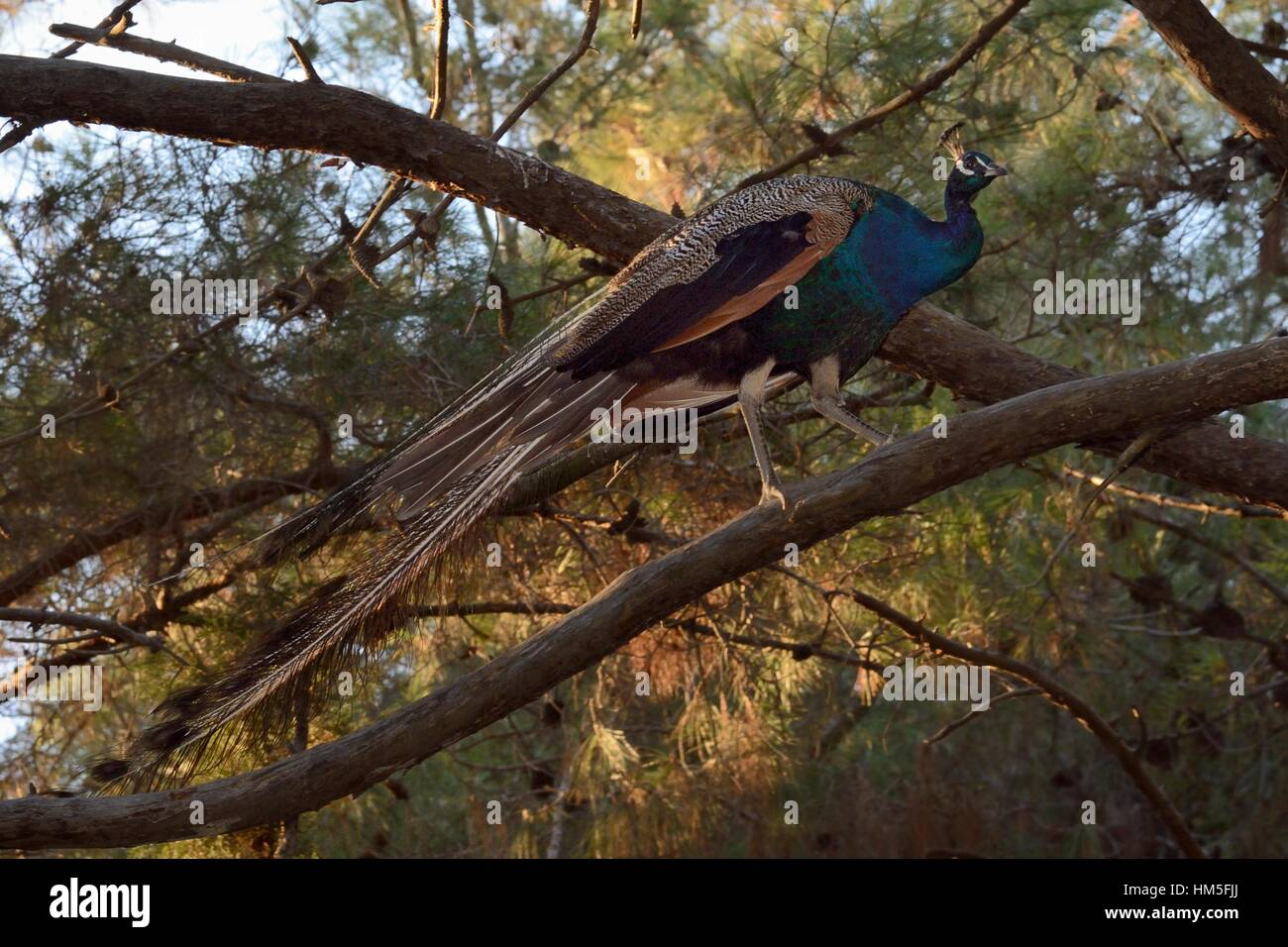 Male Indian or Blue peafowl / peacock (Pavo cristatus) roosting in a ...