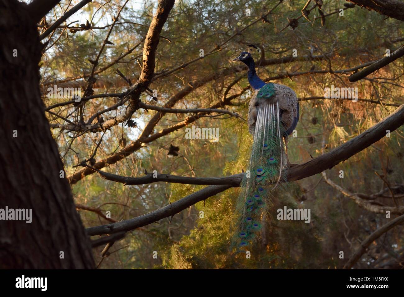 Male Indian or Blue peafowl / peacock (Pavo cristatus) roosting in a ...