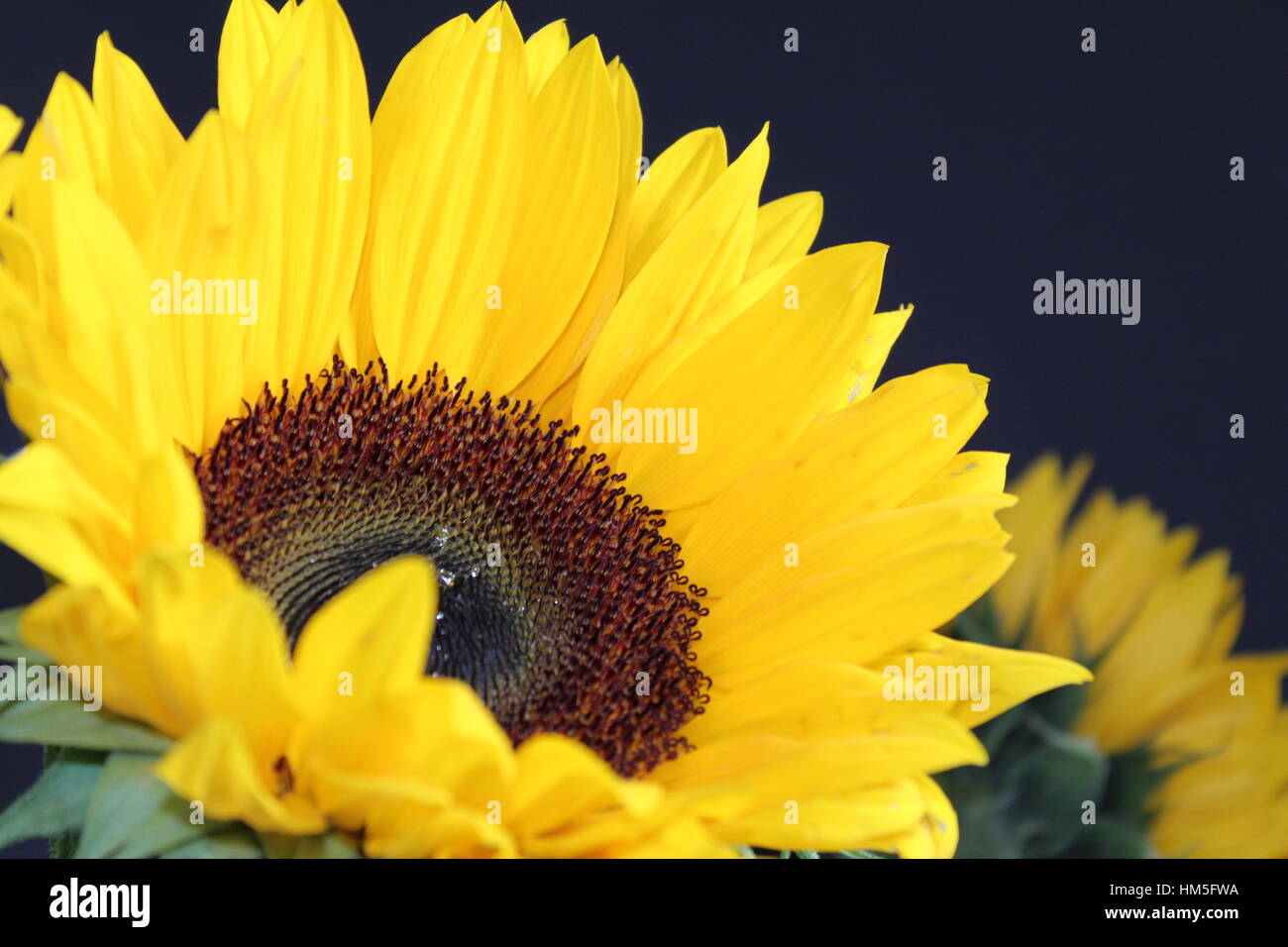 Sunflower tall single hi-res stock photography and images - Alamy