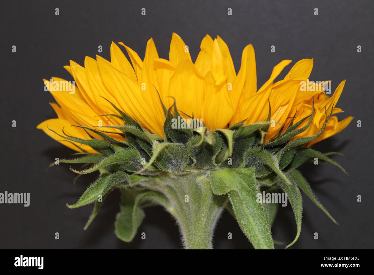 sunflower viewed from the side Stock Photo - Alamy
