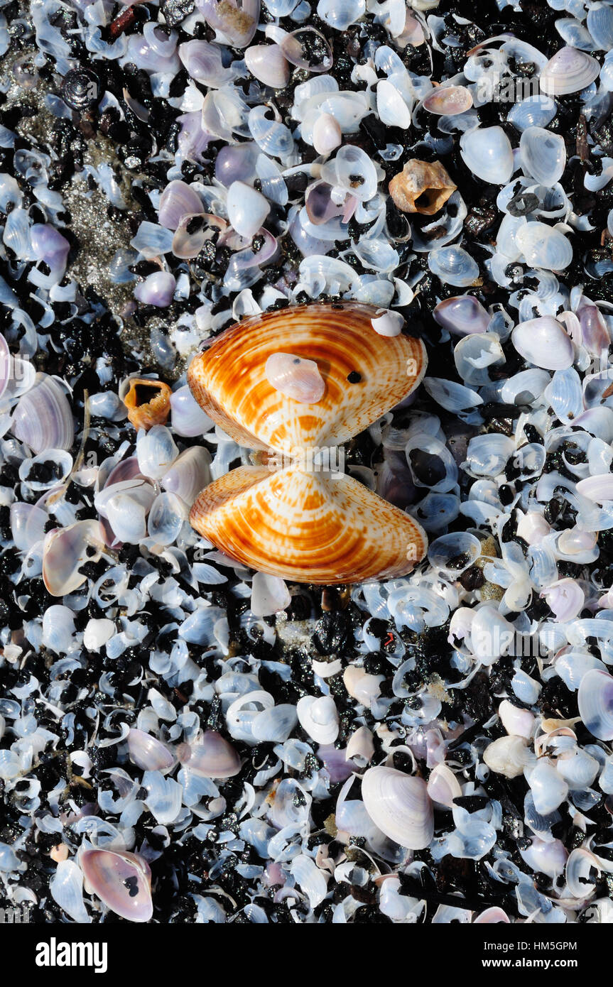 A single orange shell among translucent and white shells on a beach in ...