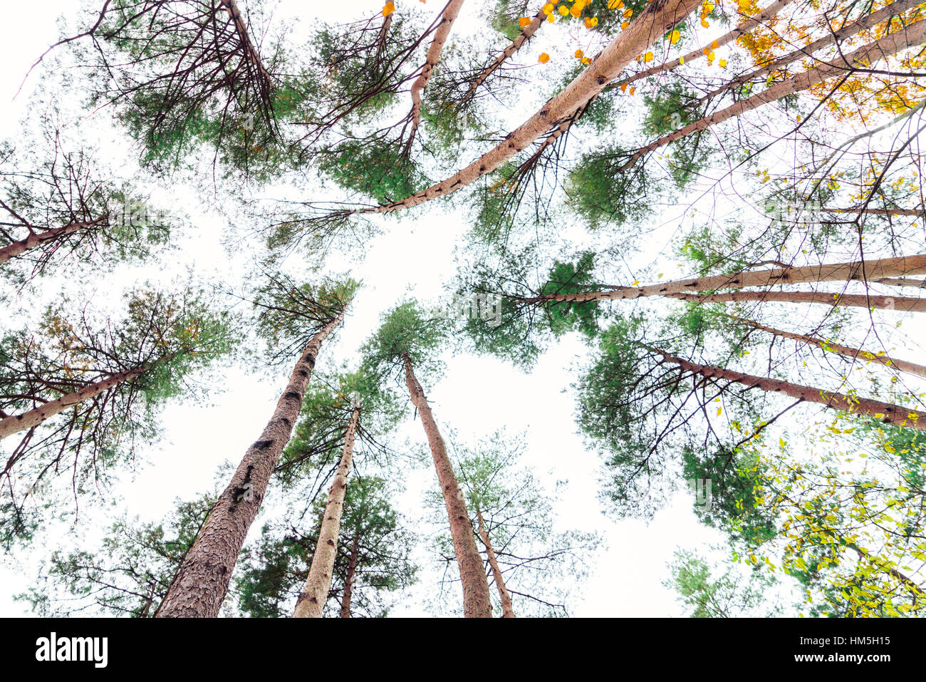 Beautiful pine trees Stock Photo - Alamy