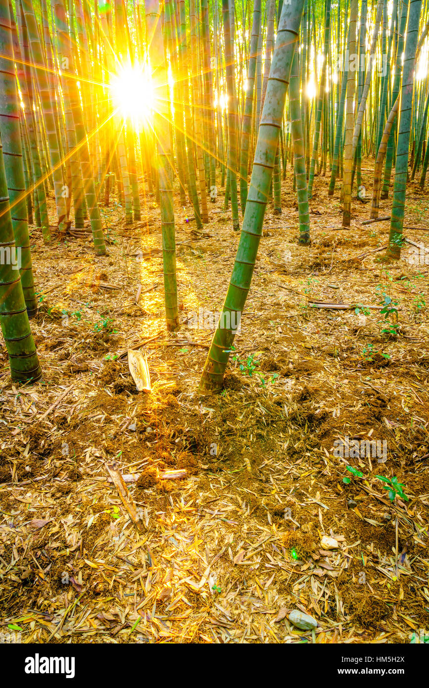Bamboo forest with sunny in morning Stock Photo - Alamy