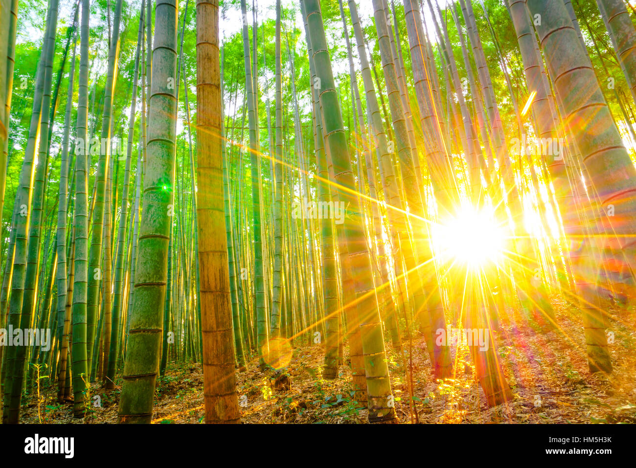 Bamboo forest with sunny in morning Stock Photo - Alamy