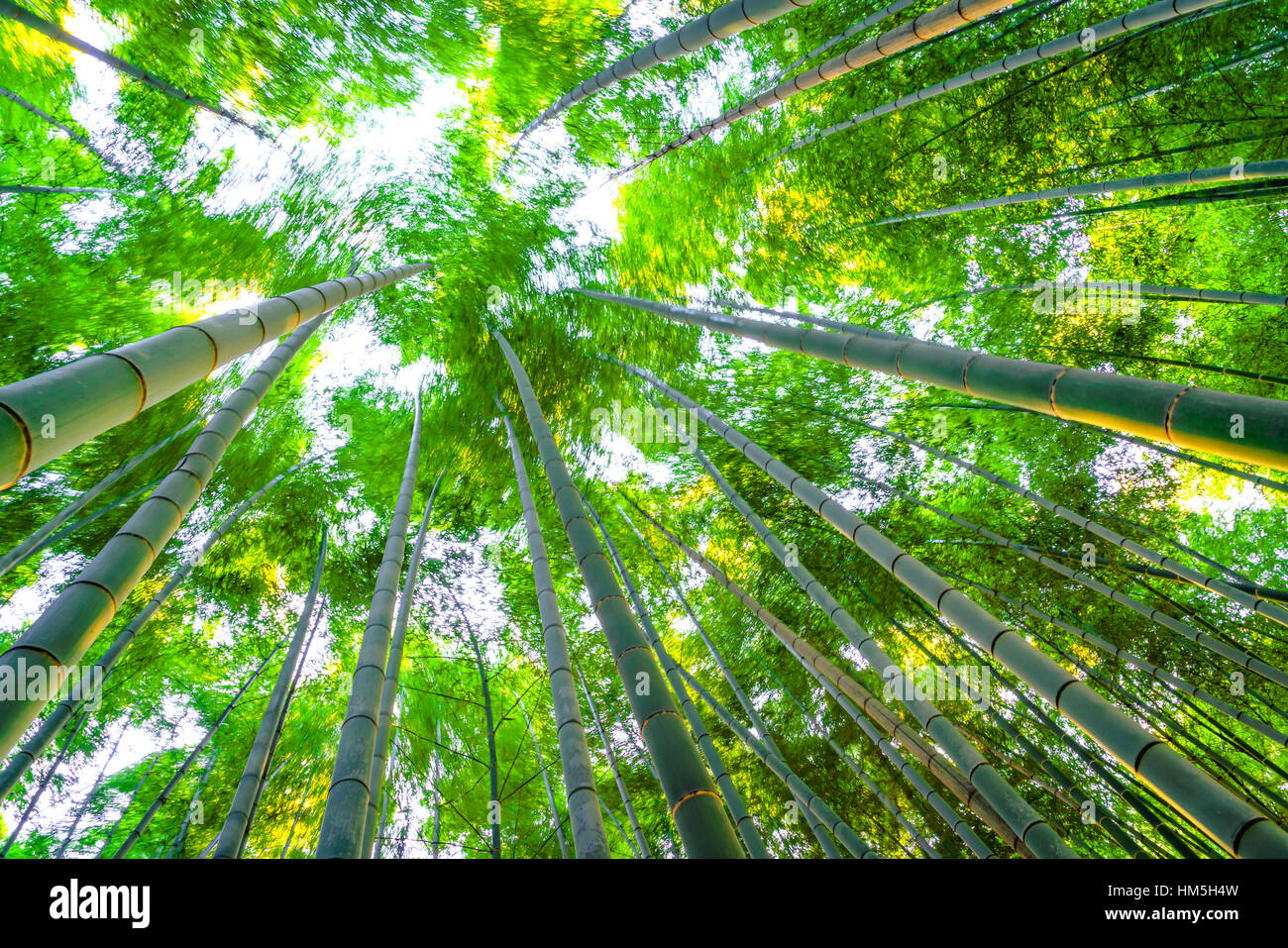 Bamboo forest with sunny in morning Stock Photo - Alamy