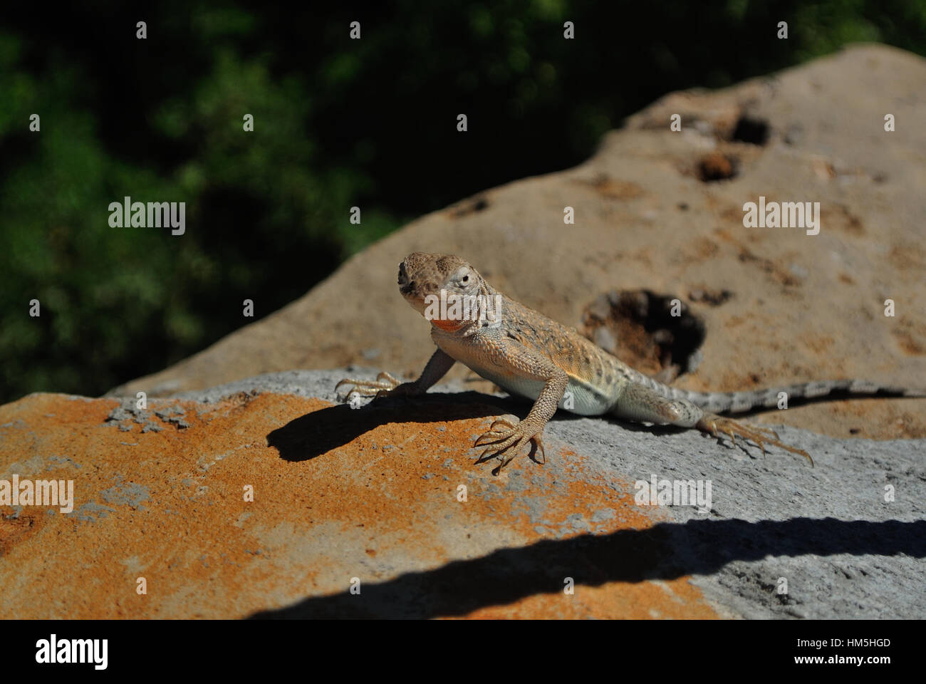 Orange grey lizard hi-res stock photography and images - Alamy